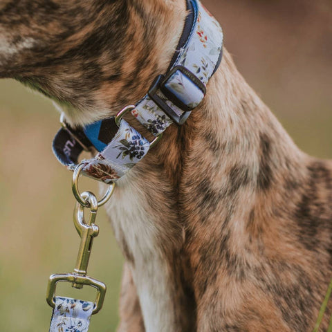 Evergreen Martingale Training Collar – The Flying Dog n Co