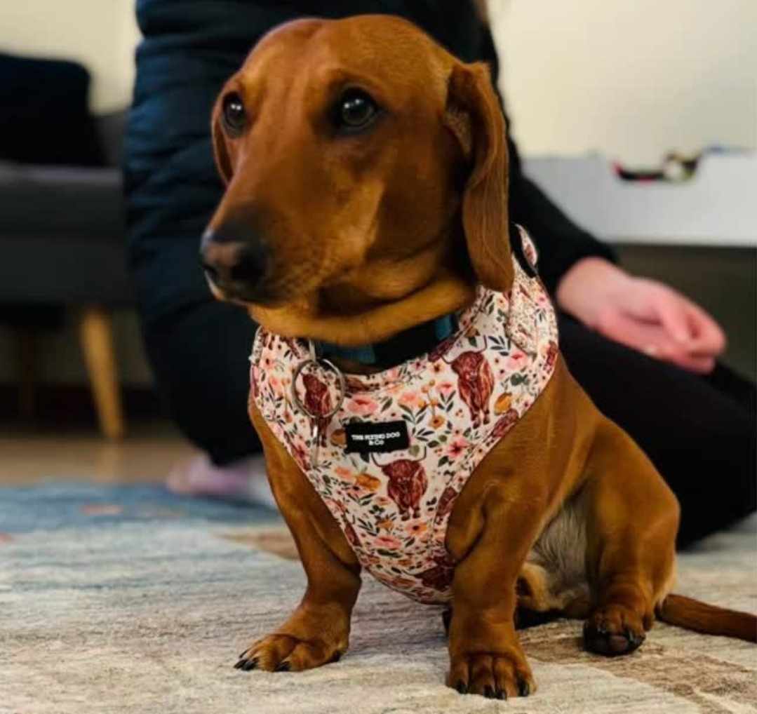 Highlands Blooms - adjustable dog harness – The Flying Dog n Co