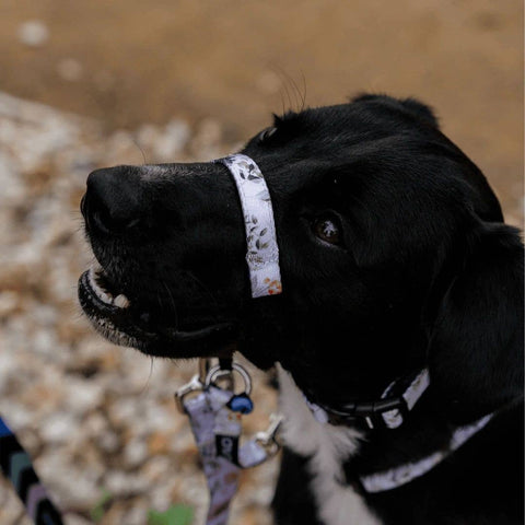 Evergreen Halter + Safety Clip – The Flying Dog n Co