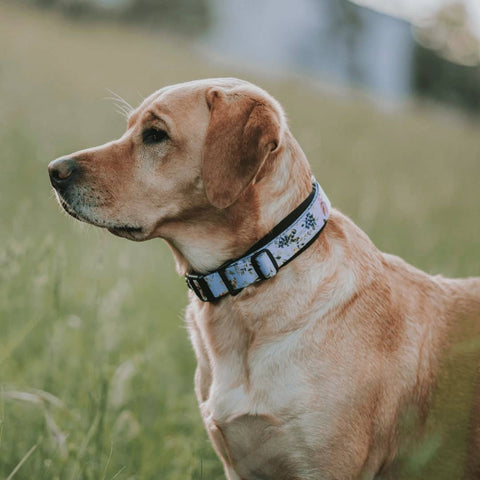 Evergreen Martingale Training Collar – The Flying Dog n Co