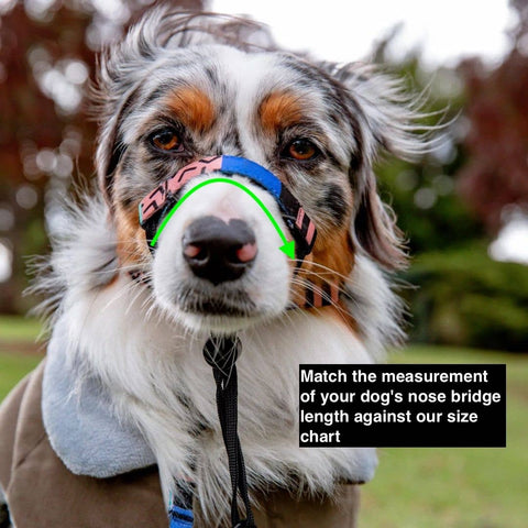 Evergreen Halter + Safety Clip – The Flying Dog n Co