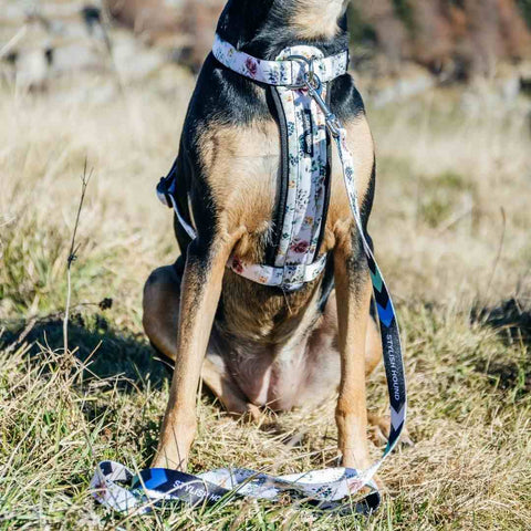 Evergreen Leash – The Flying Dog n Co