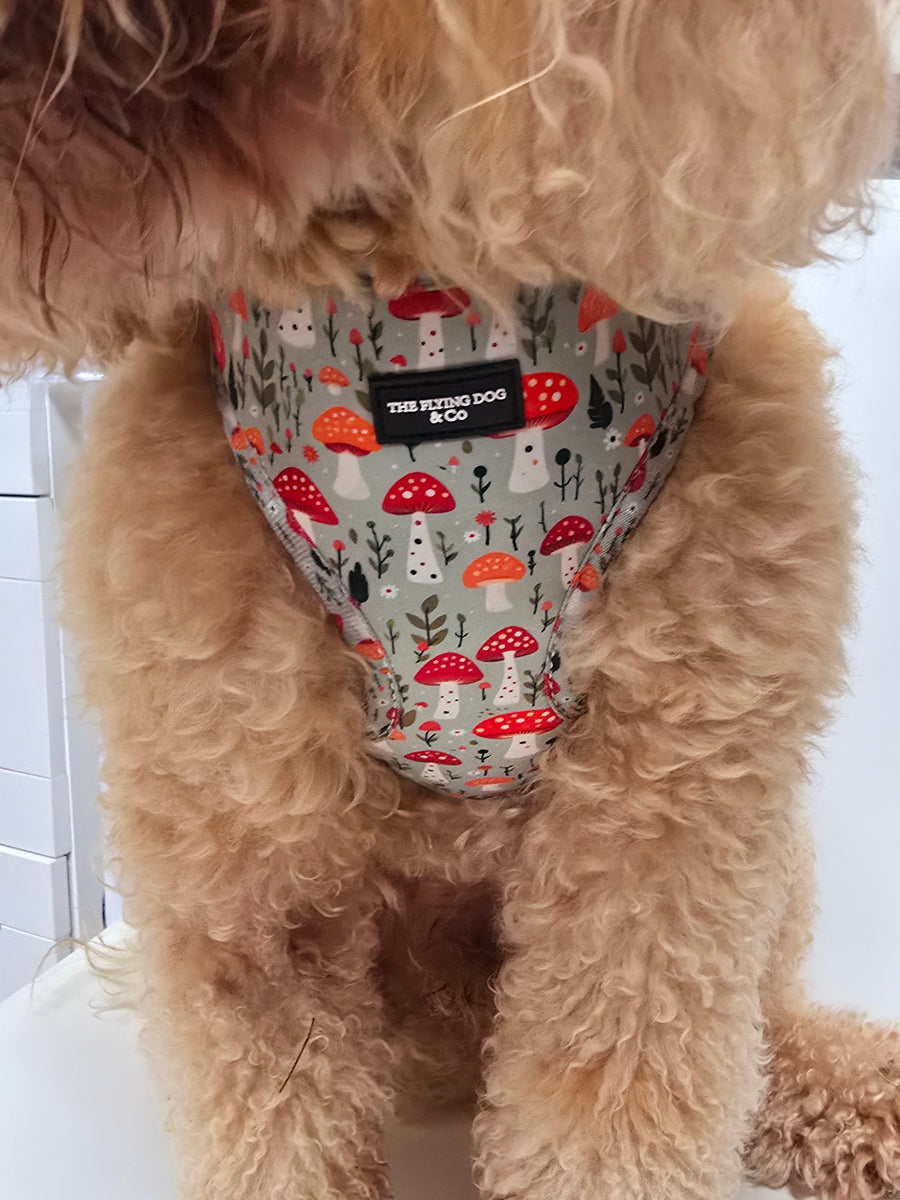 "Shroomies" - adjustable harness – The Flying Dog n Co